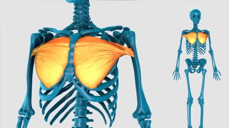 Women Chest Muscles Anatomy , Complete Diagram and Details - King Supp