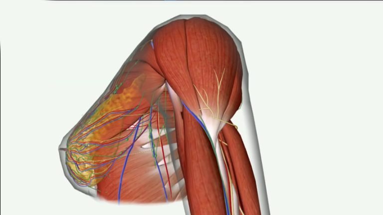 Women Chest Muscles Anatomy , Complete Diagram and Details - King Supp
